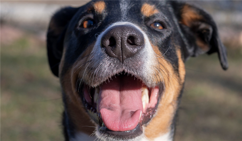 Alexandra Horowitz How Do Dogs See With Their Noses